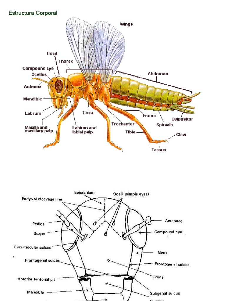 Clase 6 | PDF | Larva | Insectos