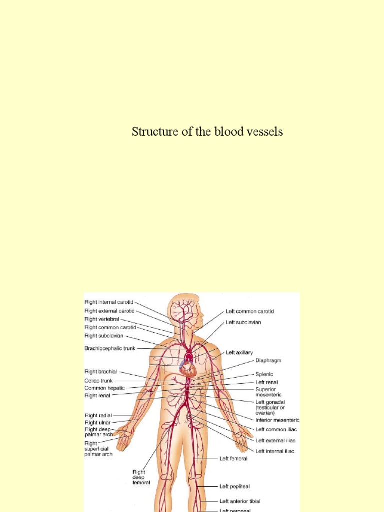 Structure of The Blood Vessels | PDF | Artery | Atheroma