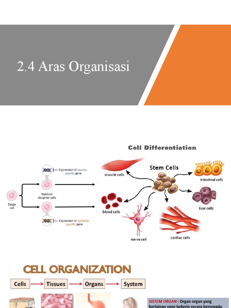 2.4 Aras Organisasi | PDF