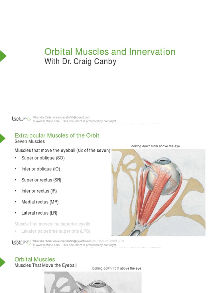 Orbital Muscles Innervation headNeckAnatomy | PDF | Eye | Anatomy