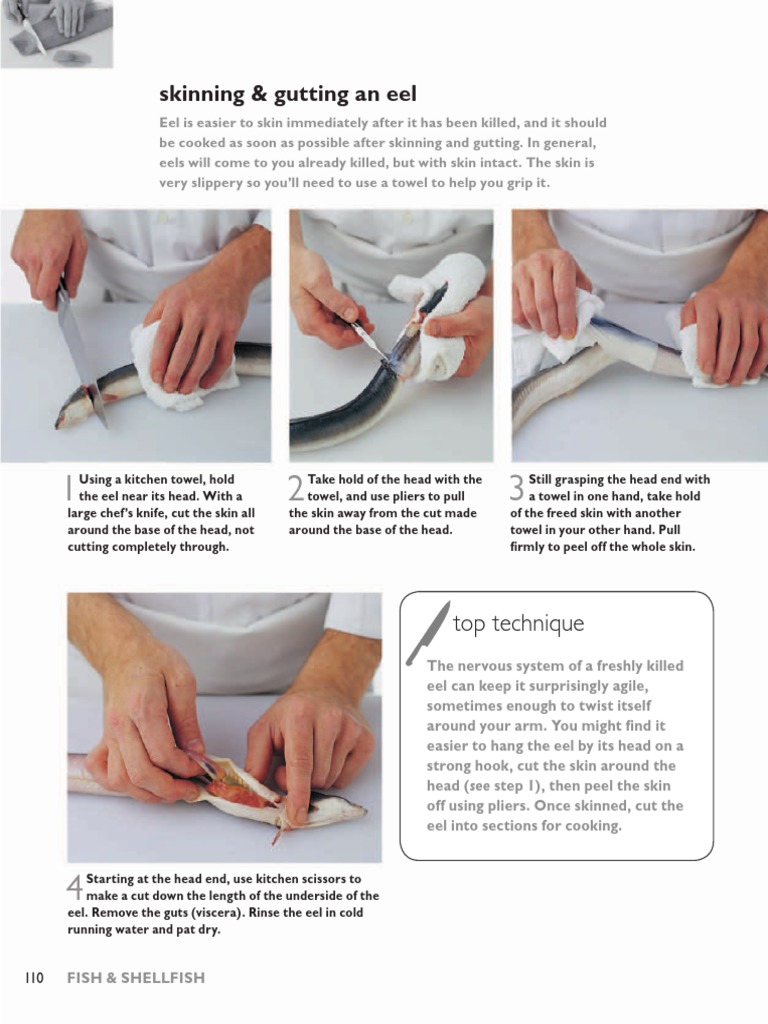 Skinning & Gutting An Eel | PDF | Cooking | Nature