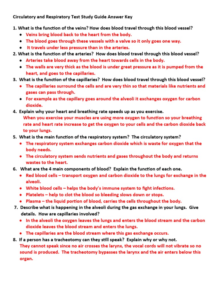 Circulatory and Respiratory Study Guide | PDF | Respiratory System | Blood