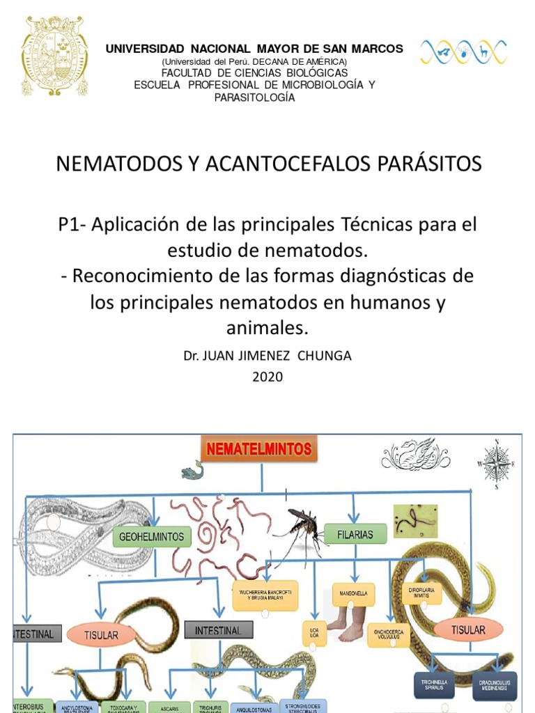 Practica 1 Técnicas de Estudio de Nematodos y Acantocefalos | PDF ...