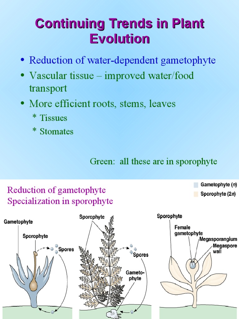 Trends in Plant Evolution and Classification | PDF