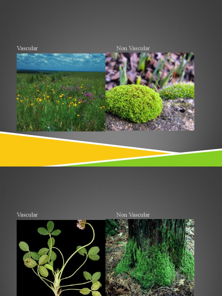 Vascular and Nonvascular Plants | PDF | Home & Garden