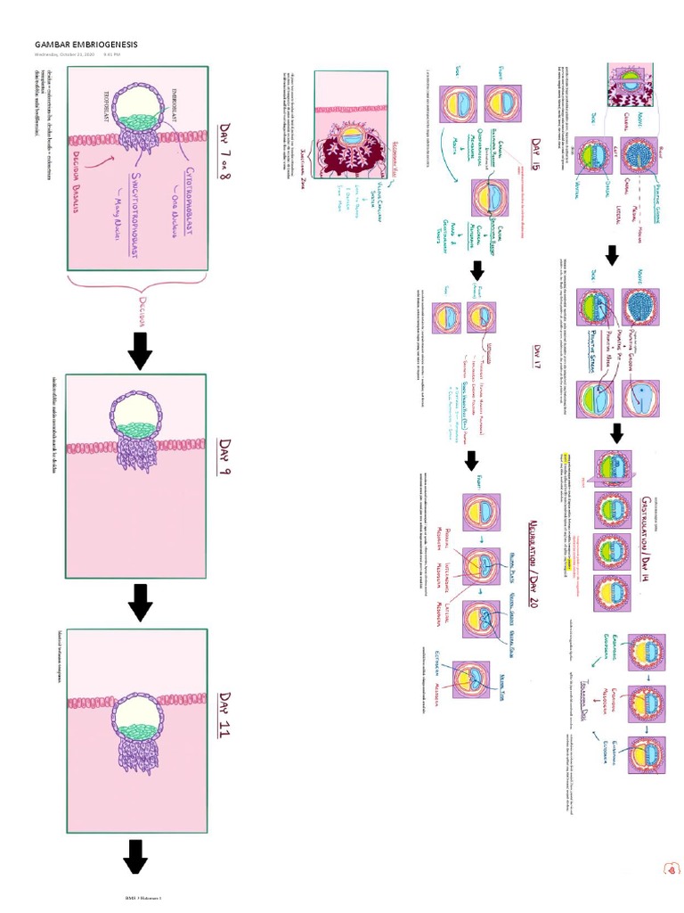 Embriogenesis Development Stages | PDF