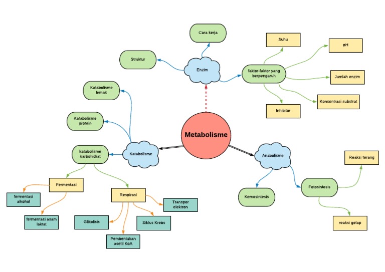Mindmap Metabolisme | PDF