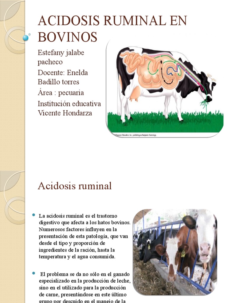 ACIDOSIS RUMINAL EN BOVINOS ESTEFANI P | PDF | Vacas | Sangre