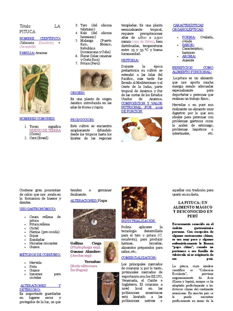 Beneficios y usos de la pituca | PDF | Alimentos | Cocina