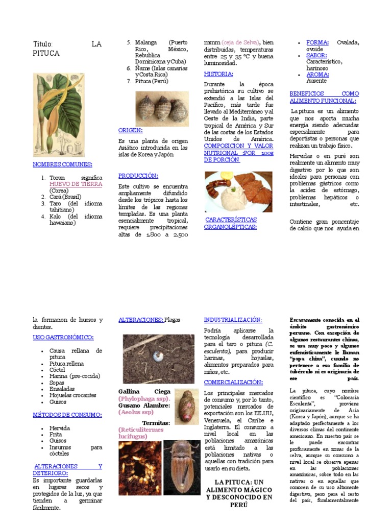 La Pituca | PDF | Cocina | Comida y bebida
