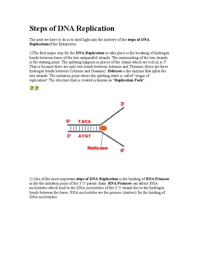 Steps of DNA Replication | PDF | Dna Replication | Primer (Molecular ...