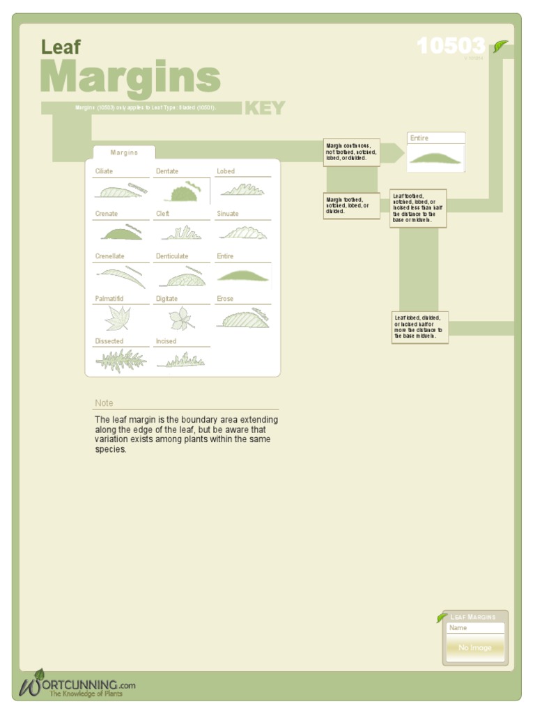 Leaf Margin Key | PDF | Leaf | Branches Of Botany
