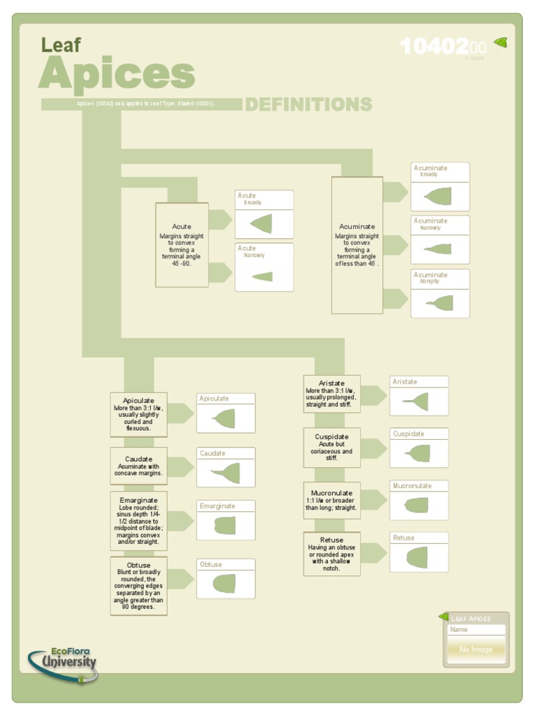 Leaf Apices | PDF | Plants | Nature