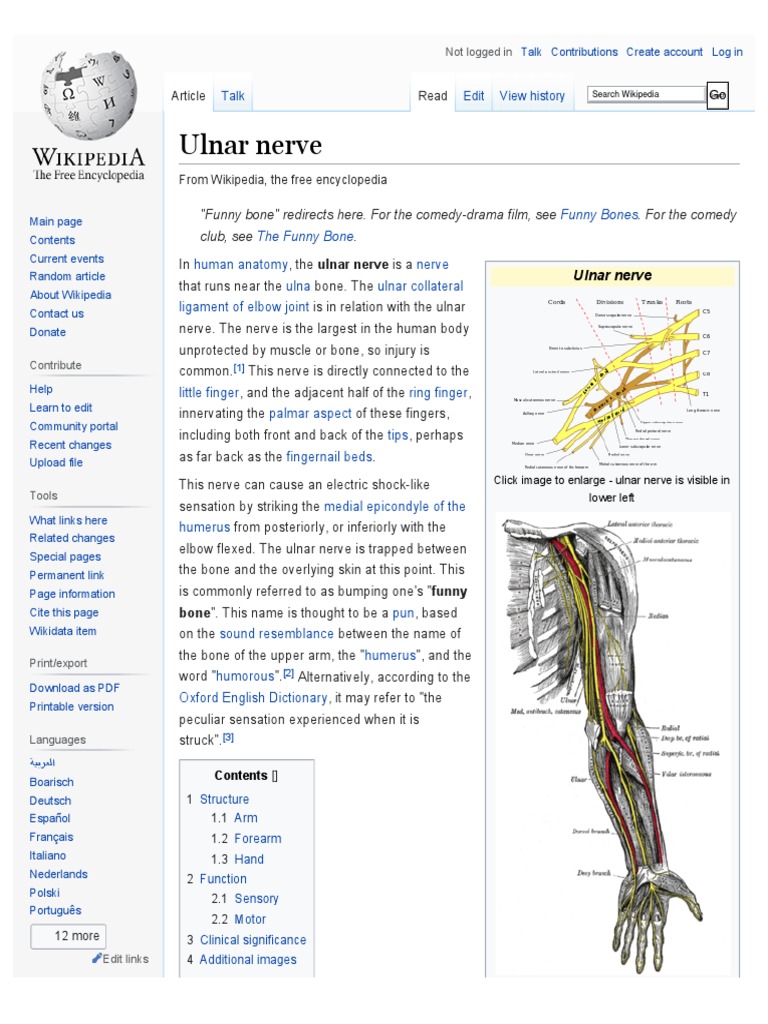 Ulnar Nerve: "Funny Bone" Redirects Here. For The Comedy-Drama Film ...