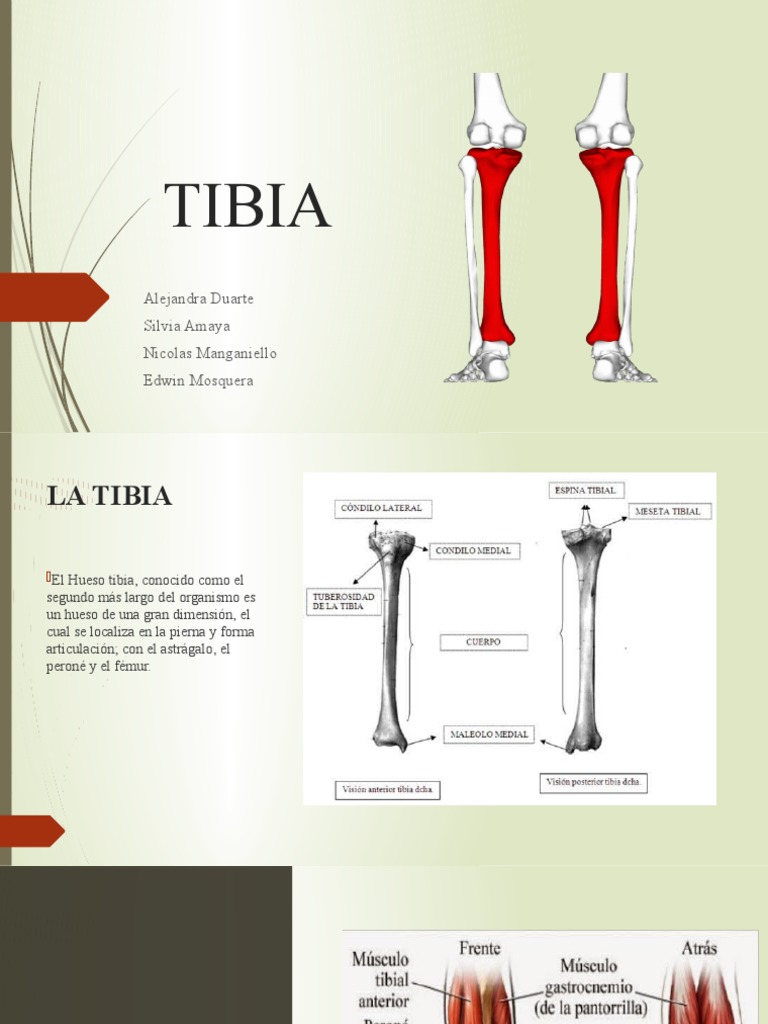 Tibia 1 | PDF | Tornillo | Tobillo