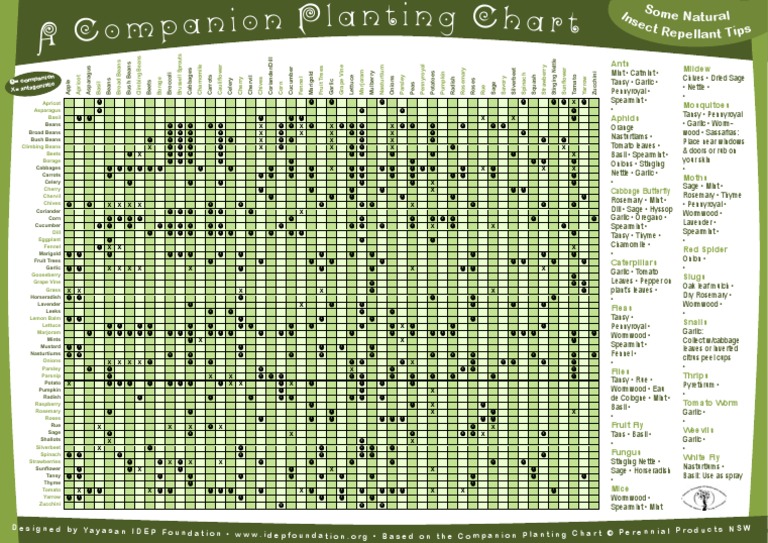 Companion Planting Poster | PDF | Dill | Agronomy