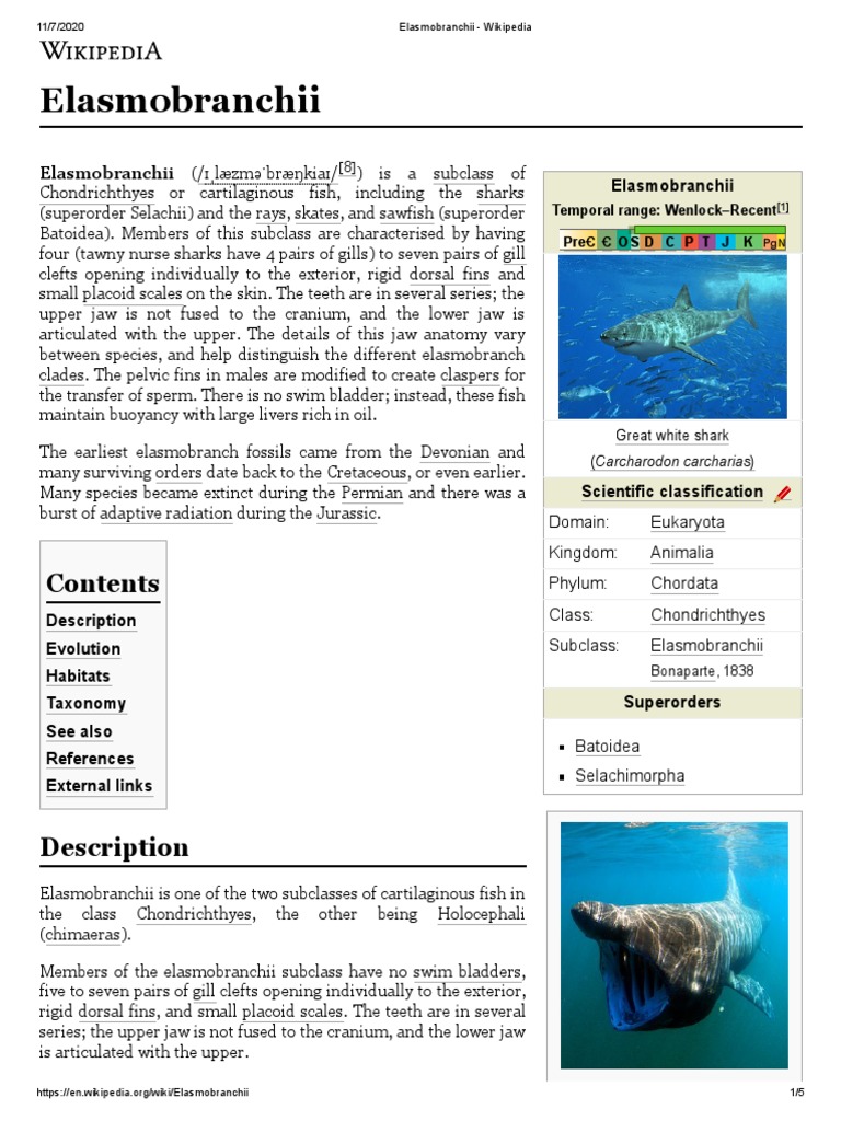 Elasmobranchii: Elasmobranchii Elasmobranchii (/ɪ Læzmə Bræŋkiaɪ ...