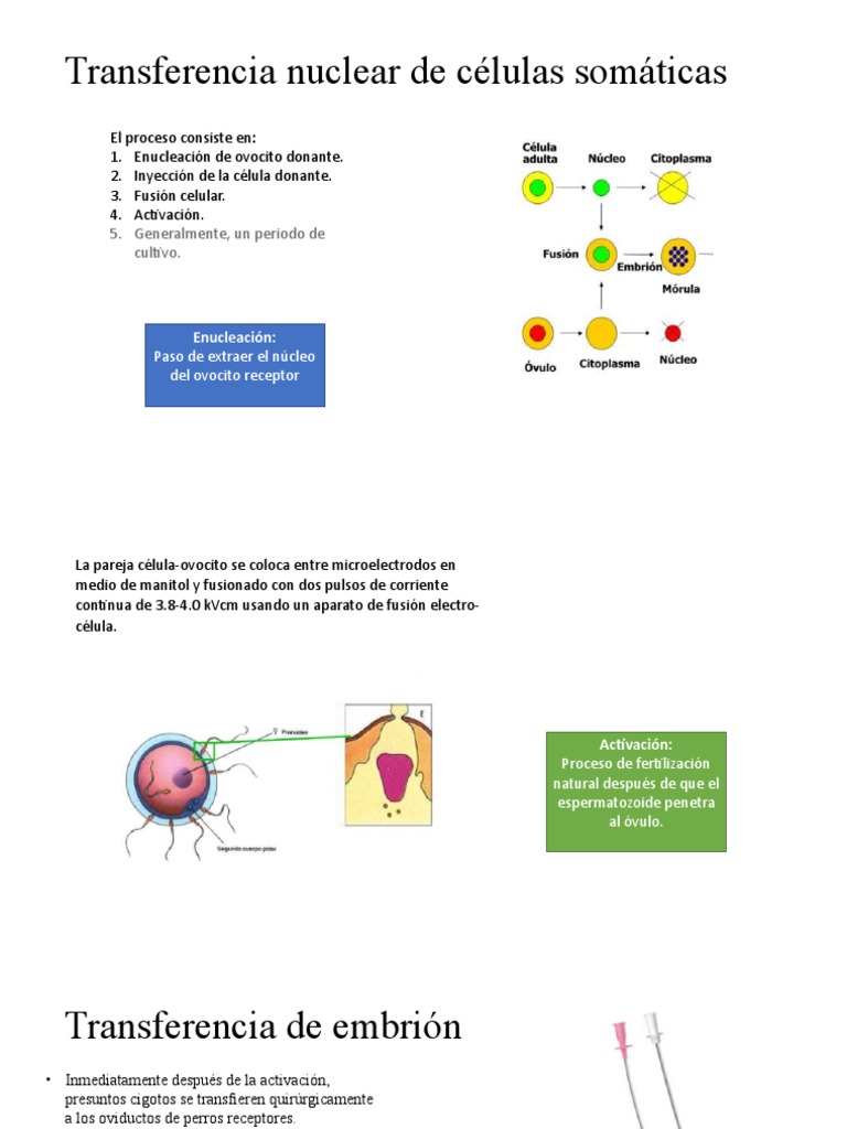 Transferencia Nuclear de Células Somáticas | PDF | Biología Celular ...