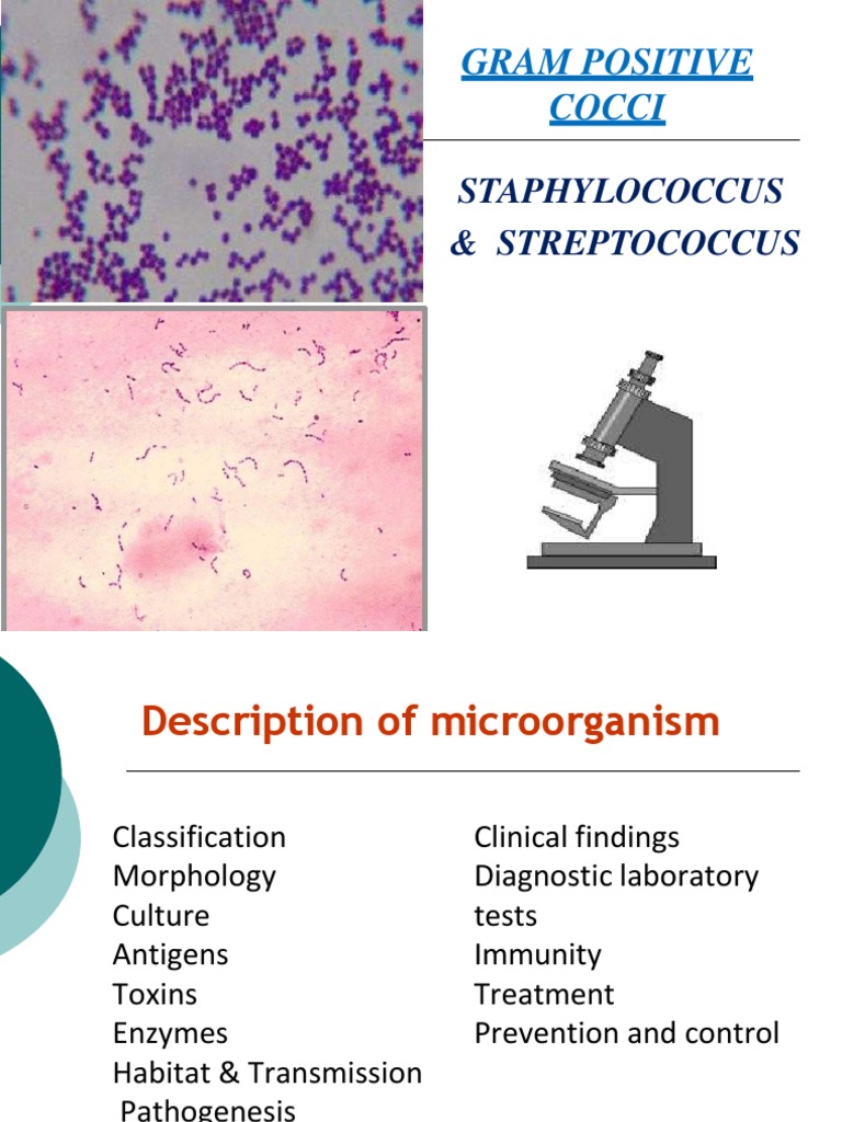 Staphylococcus & Streptococcus | PDF | Streptococcus | Staphylococcus