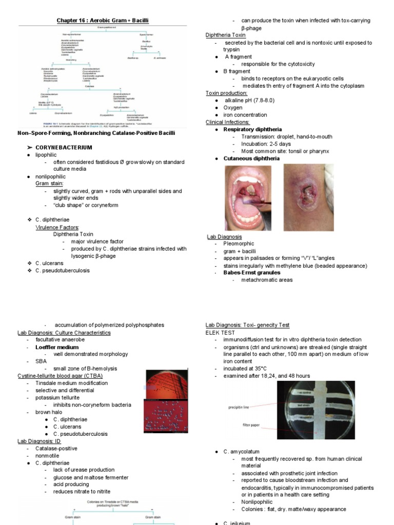 C16-Aerobic Gram Bacilli | Download Free PDF | Anthrax | Bacillus