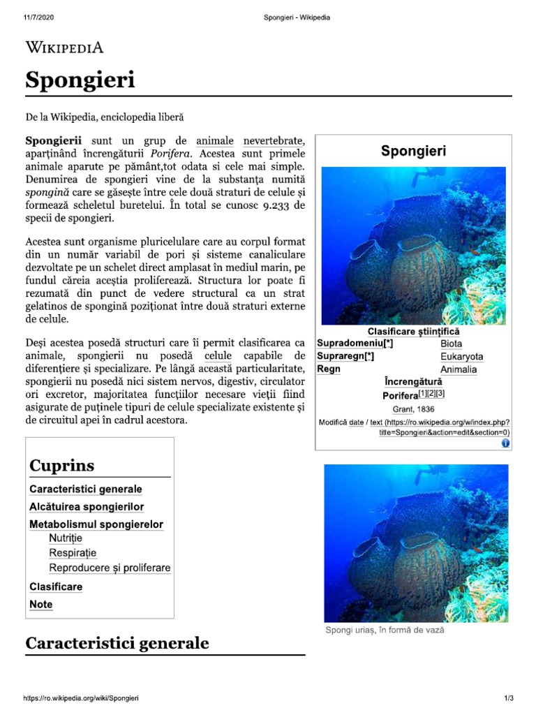 Spongieri | PDF