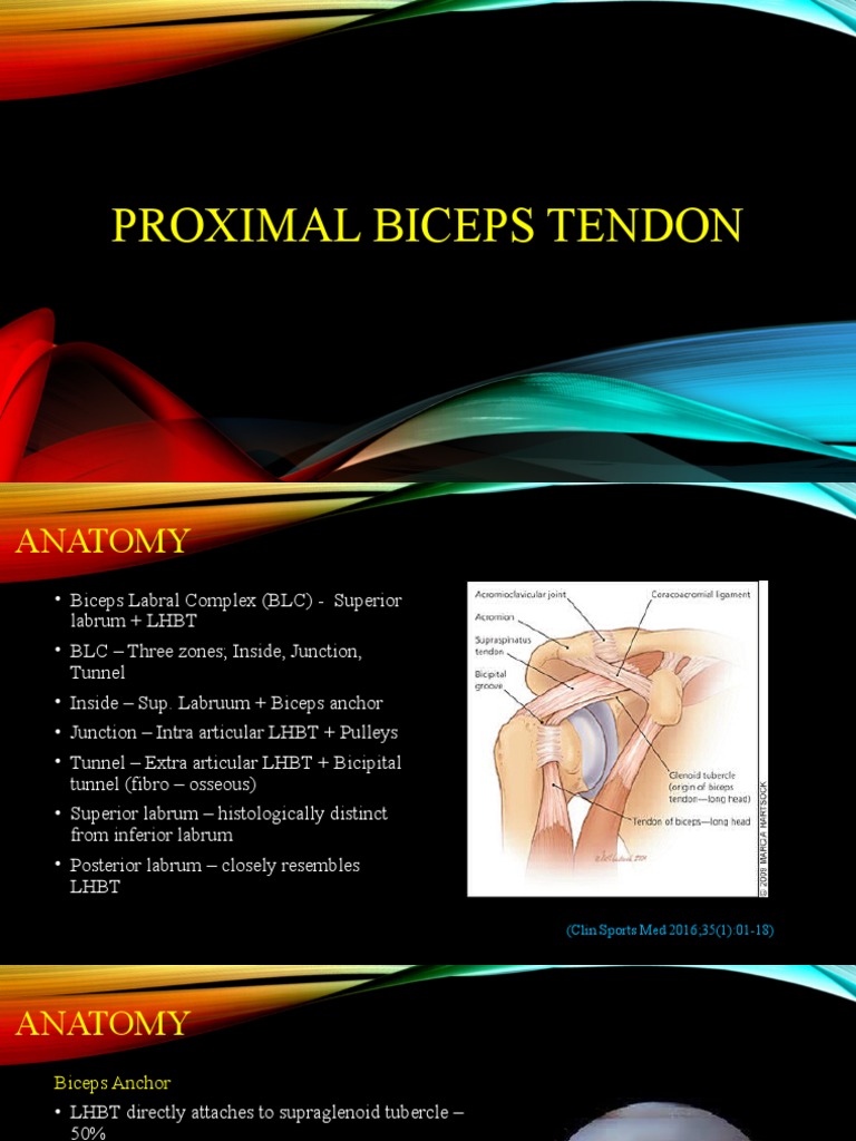 Management Of Proximal Biceps Tendon Pathology – YZPH