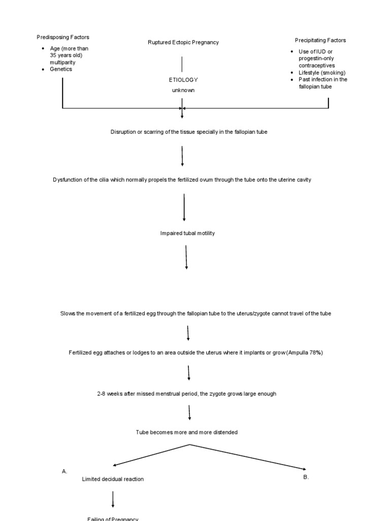 Ectopic Pregnancy Pathophysiology | PDF | Uterus | Female Mammals
