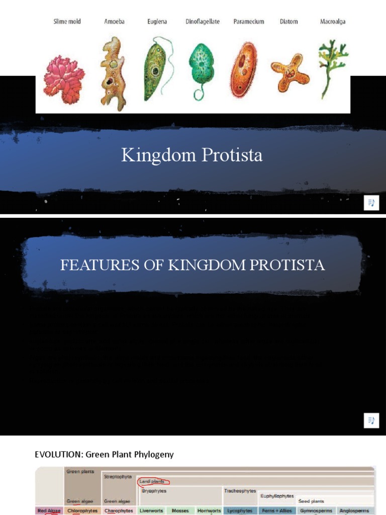 4.2. Kingdom Protista | PDF | Protozoa | Algae