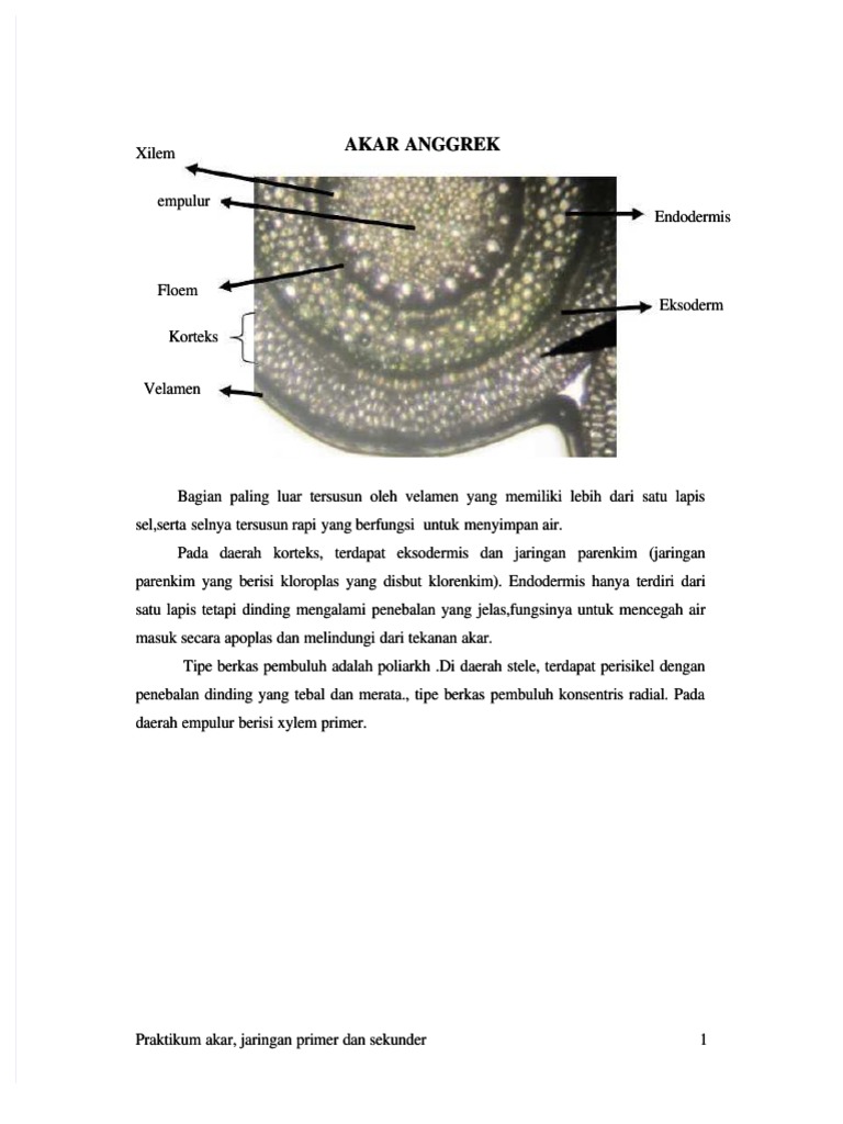 PDF Akar Anggrek Anatomi Tumb DL | PDF