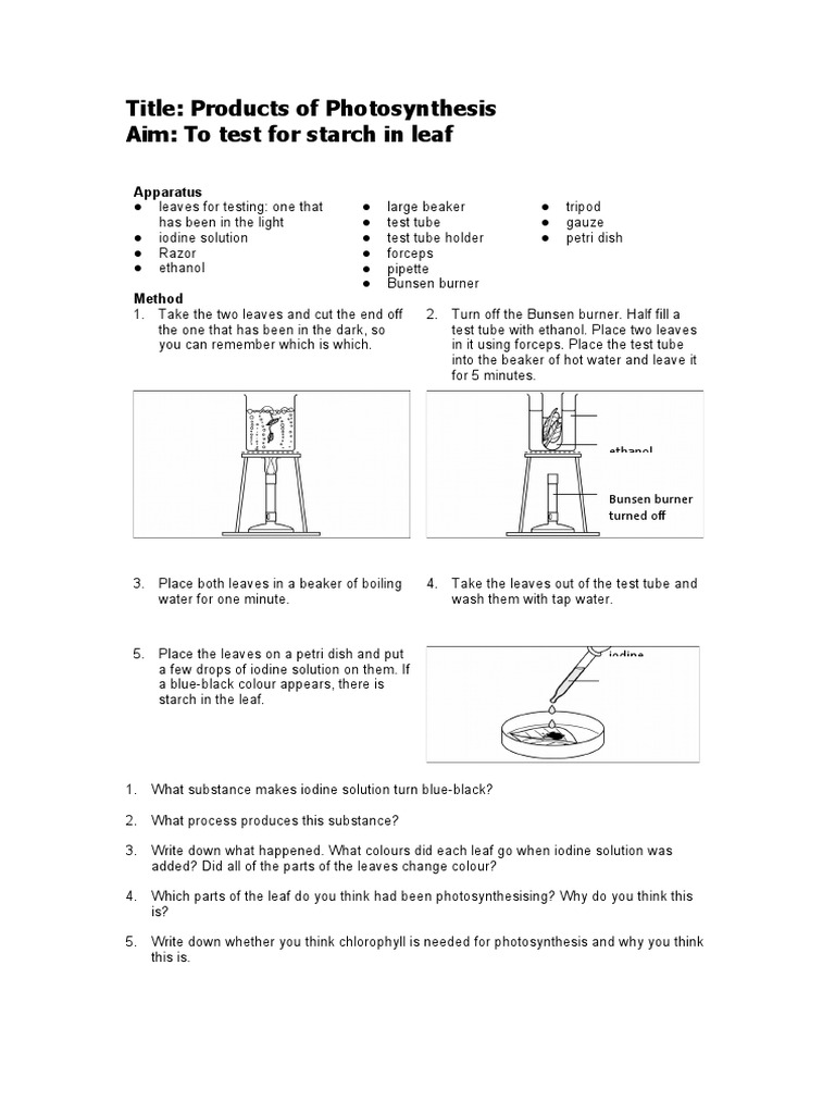 G11BIO - Testing - For - Starch (Lab Handout) | PDF | Leaf | Photosynthesis