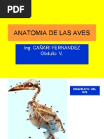Anatomia y Fisiologia Del Pollo | PDF | Pollo | Anatomia animal