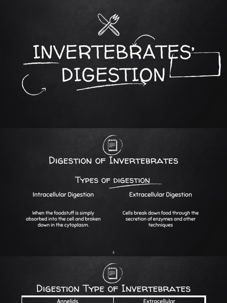 Invertebrates Digestion B2 PDF | PDF | Digestion | Gastrointestinal Tract