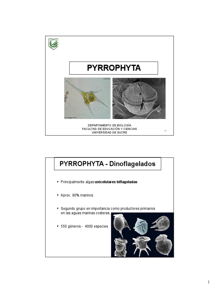 Pyrrophyta - Dinoflagelados PDF | PDF | Eucariotas | Organismos