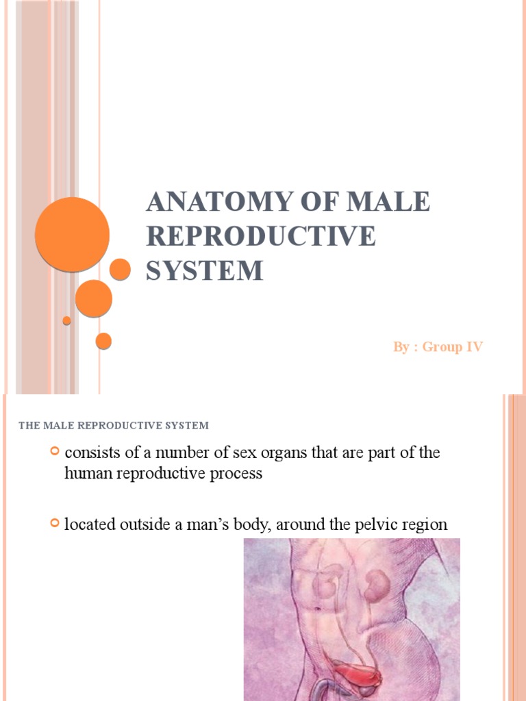 Anatomy of Male Reproductive System | PDF | Testicle | Luteinizing Hormone