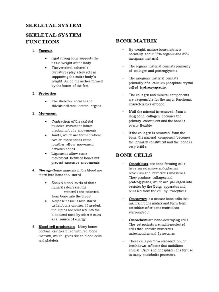 Skeletal System Reviewer | PDF | Bone | Osteoblast