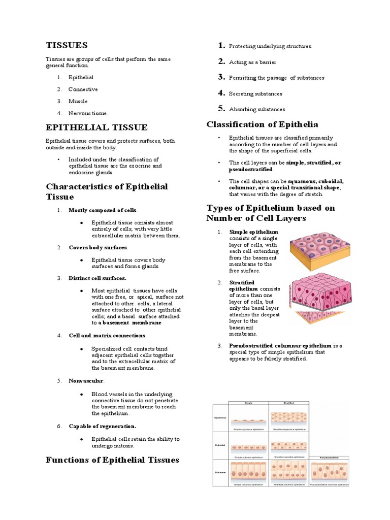 Anaphy Tissues Reviewer | PDF | Epithelium | Anatomy
