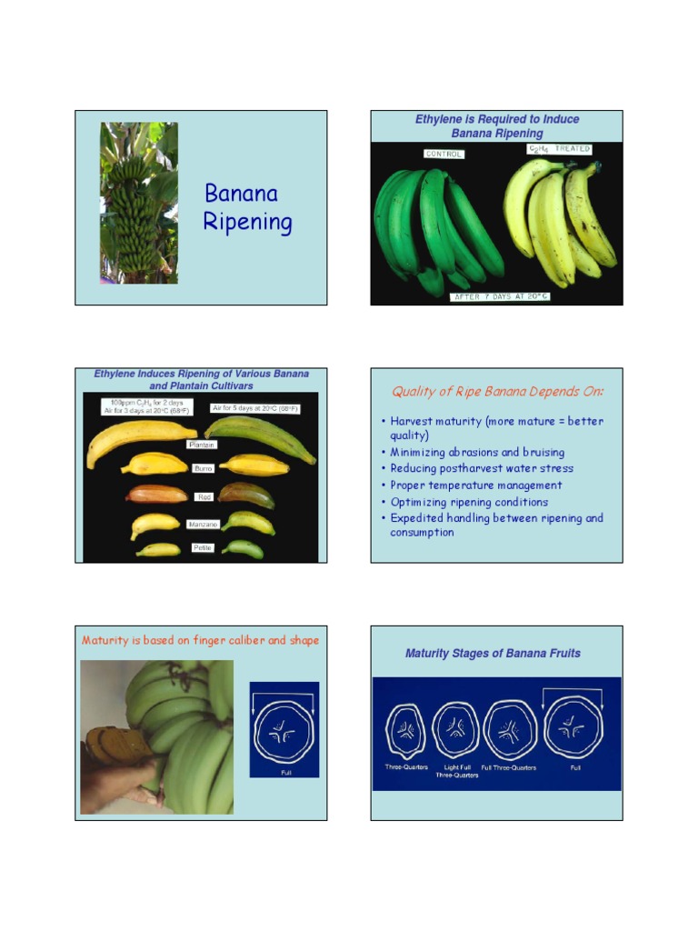 Banana Ripening: Quality of Ripe Banana Depends On | Download Free PDF ...