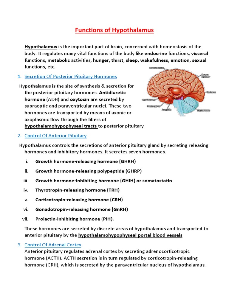 The Many Functions of the Hypothalamus: A Comprehensive Overview of the ...