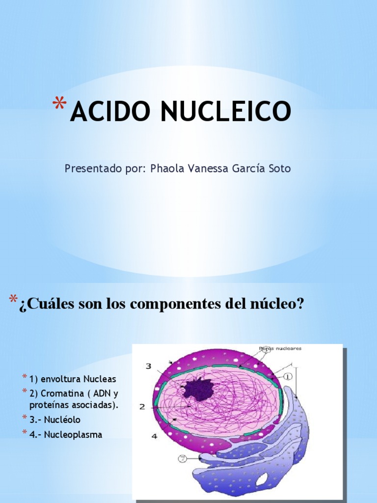 Acido Nucleico | PDF | Gene | Cromosoma