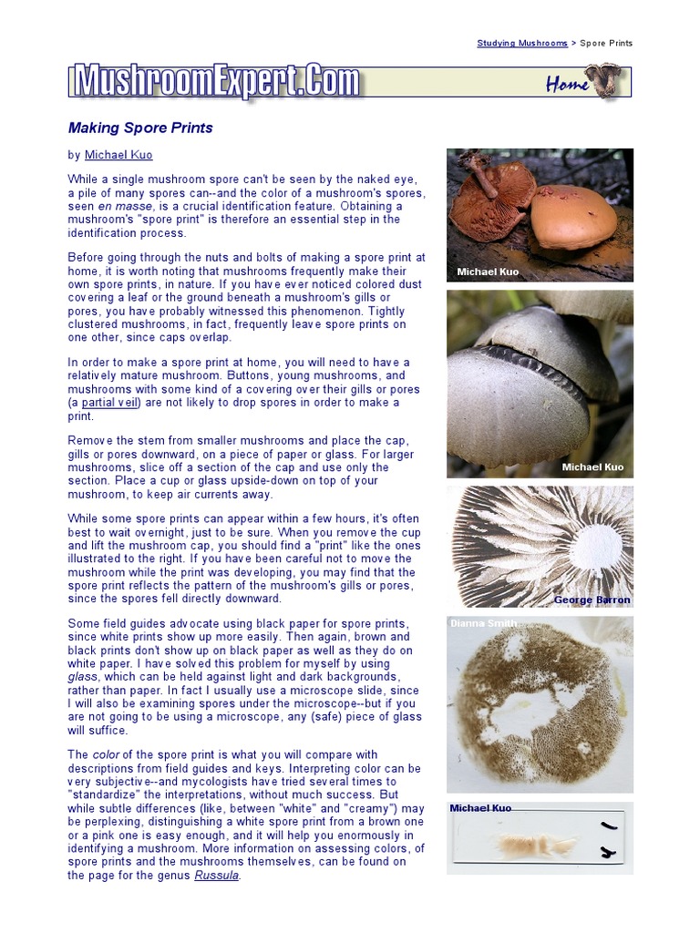 Making Spore Prints (MushroomExpert | PDF | Mushroom | Fungus