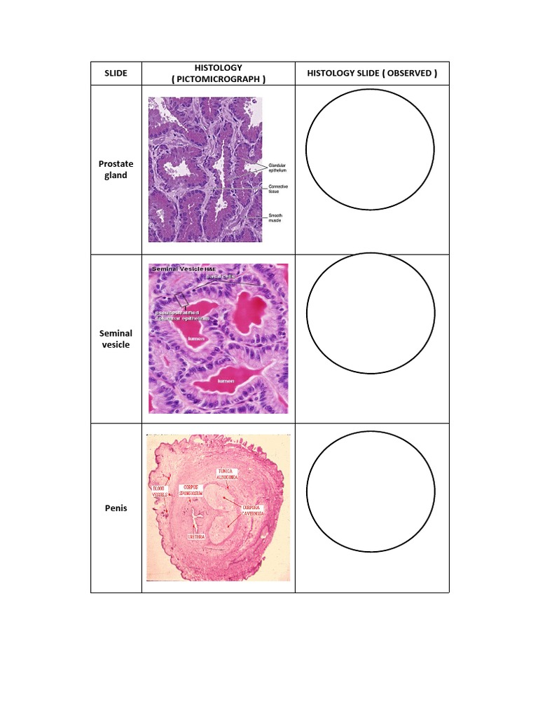 Repro Lab 4 Histology | PDF
