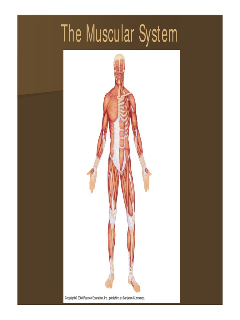 The Muscular System | PDF | Myocyte | Muscle Contraction