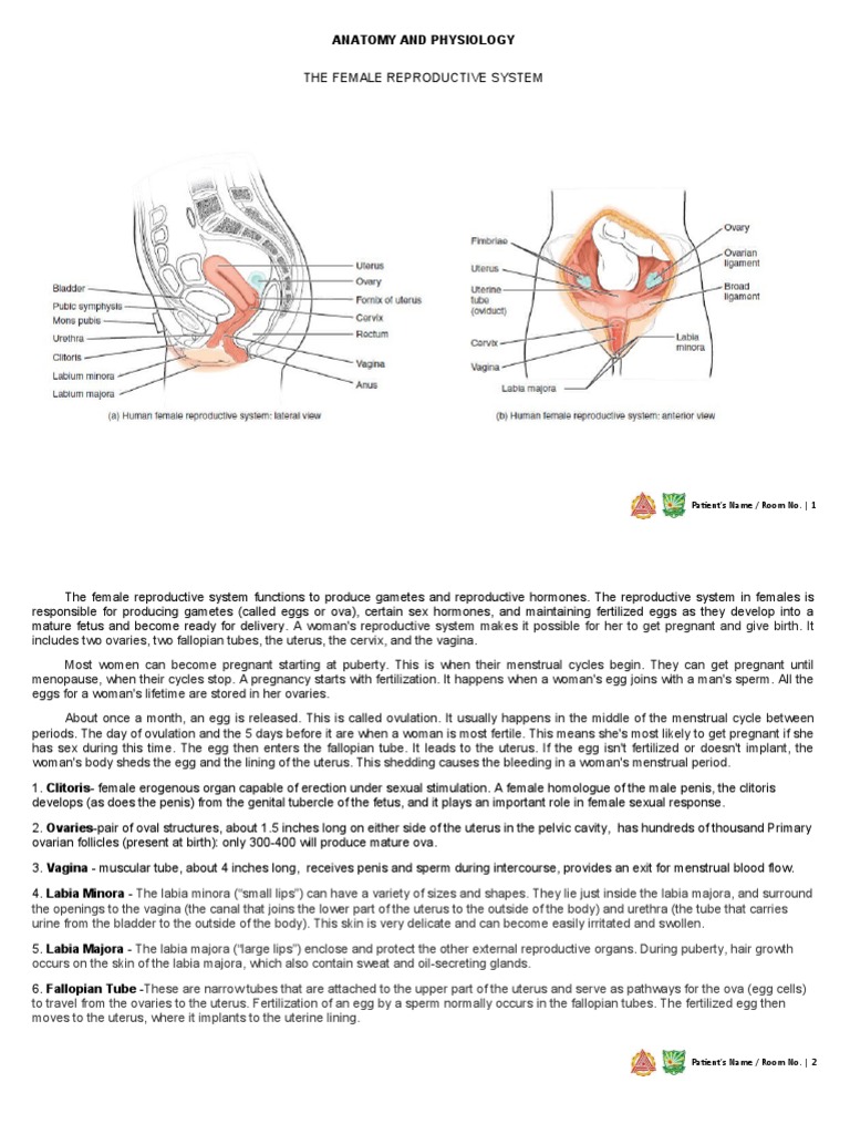 4 Anatomy and Physiology | PDF | Uterus | Reproductive System