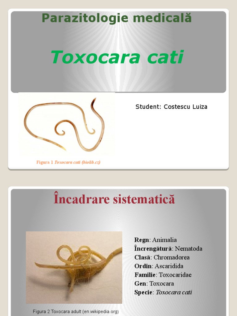 Toxocara Cati | PDF