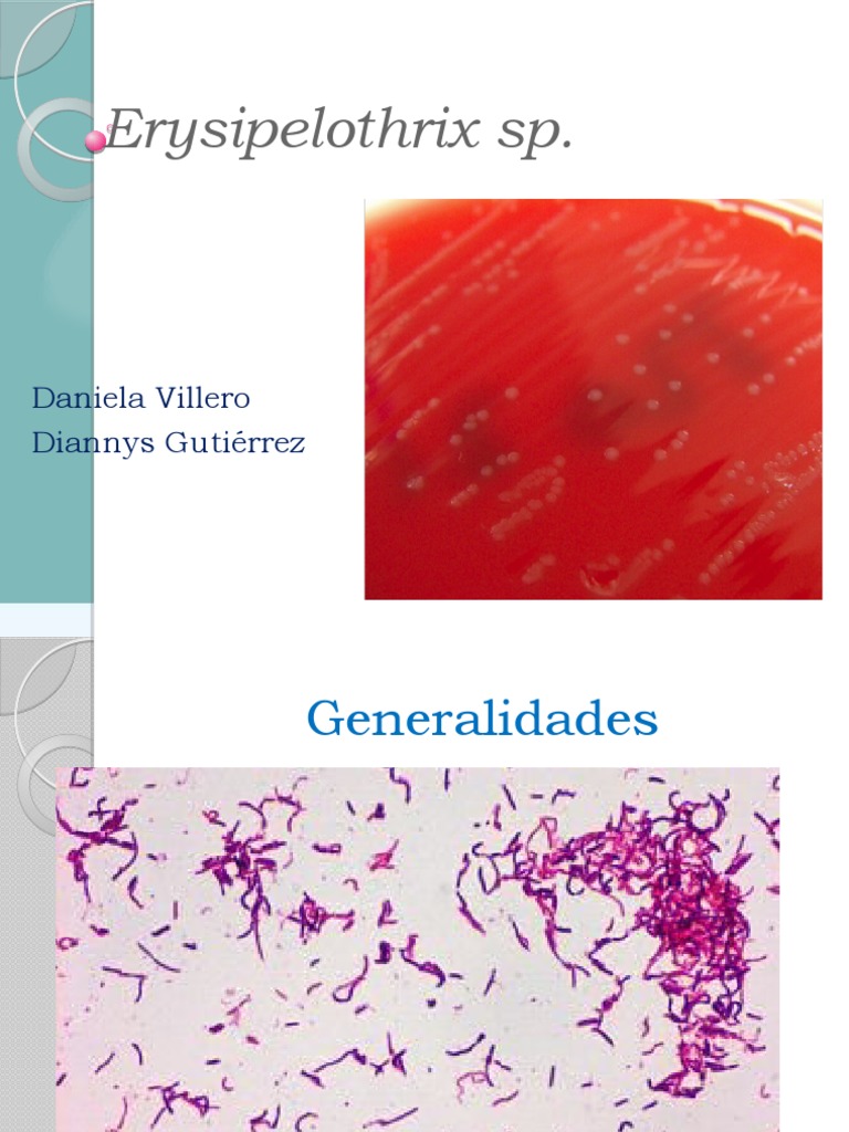Erysipelothrix y Mycobacterium | PDF