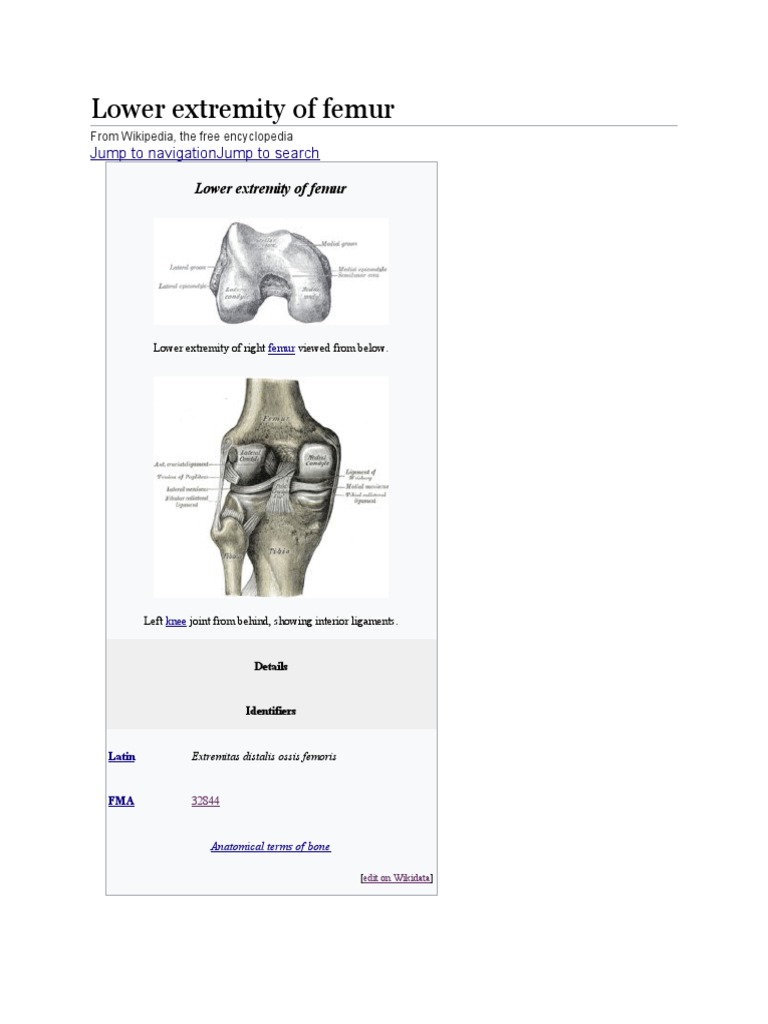 Lower Extremity of Femur: Jump To Navigation Jump To Search | PDF ...