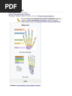 Anatomy and Function of Fingers | PDF | Finger | Thumb