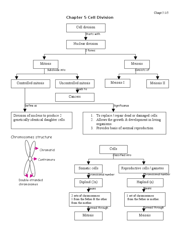 Chapter 5 Cell Division: Chapt 5:1/5 | PDF | Meiosis | Ploidy