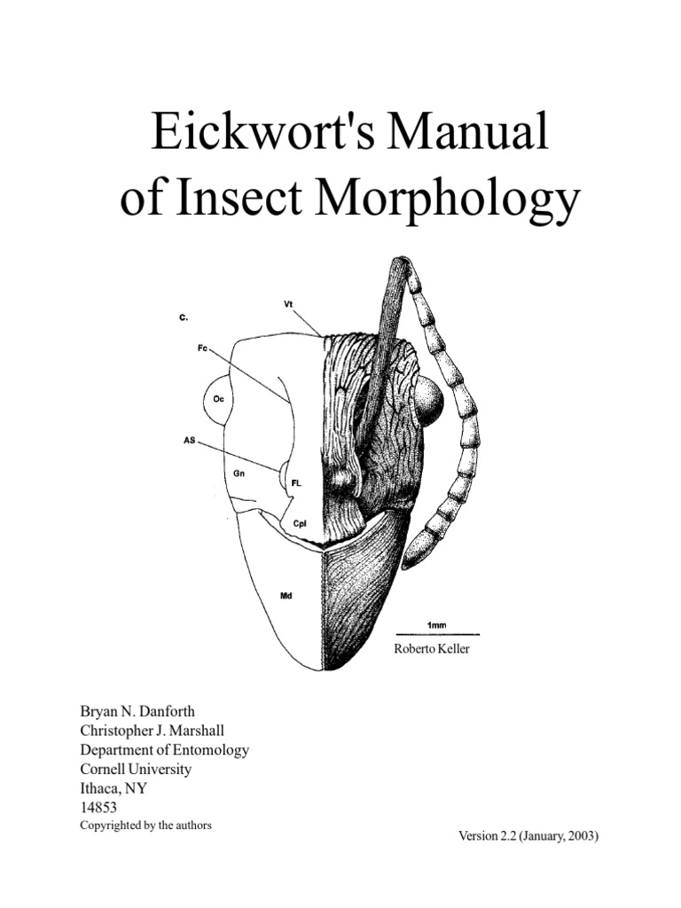 Eickwort's Manual of Insect Morphology | PDF | Cornell University | Insects