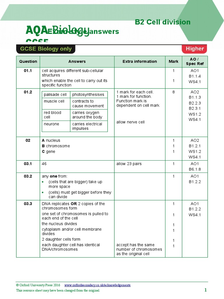 B2 Cell Division Exam Style Answers | PDF | Mitosis | Cell (Biology)